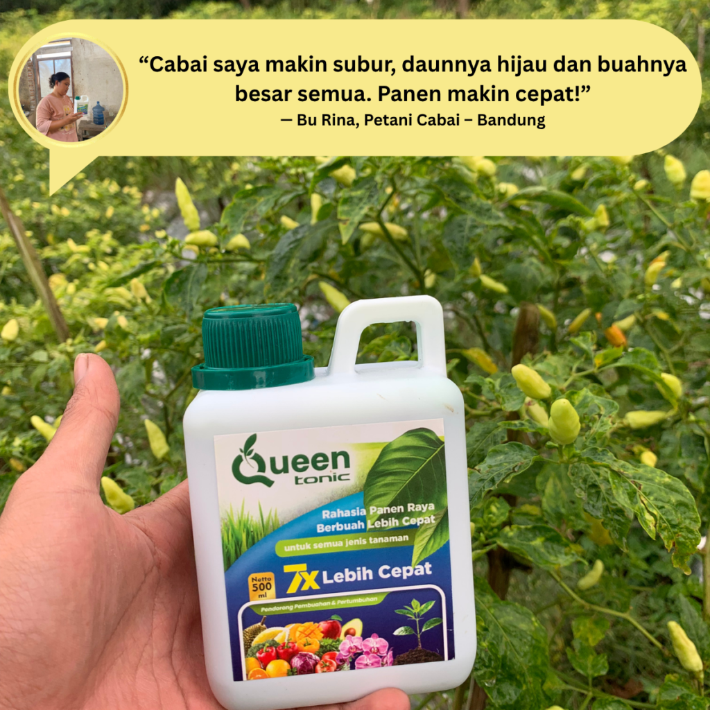 Queen Tonic Cabai – Banter Mineral